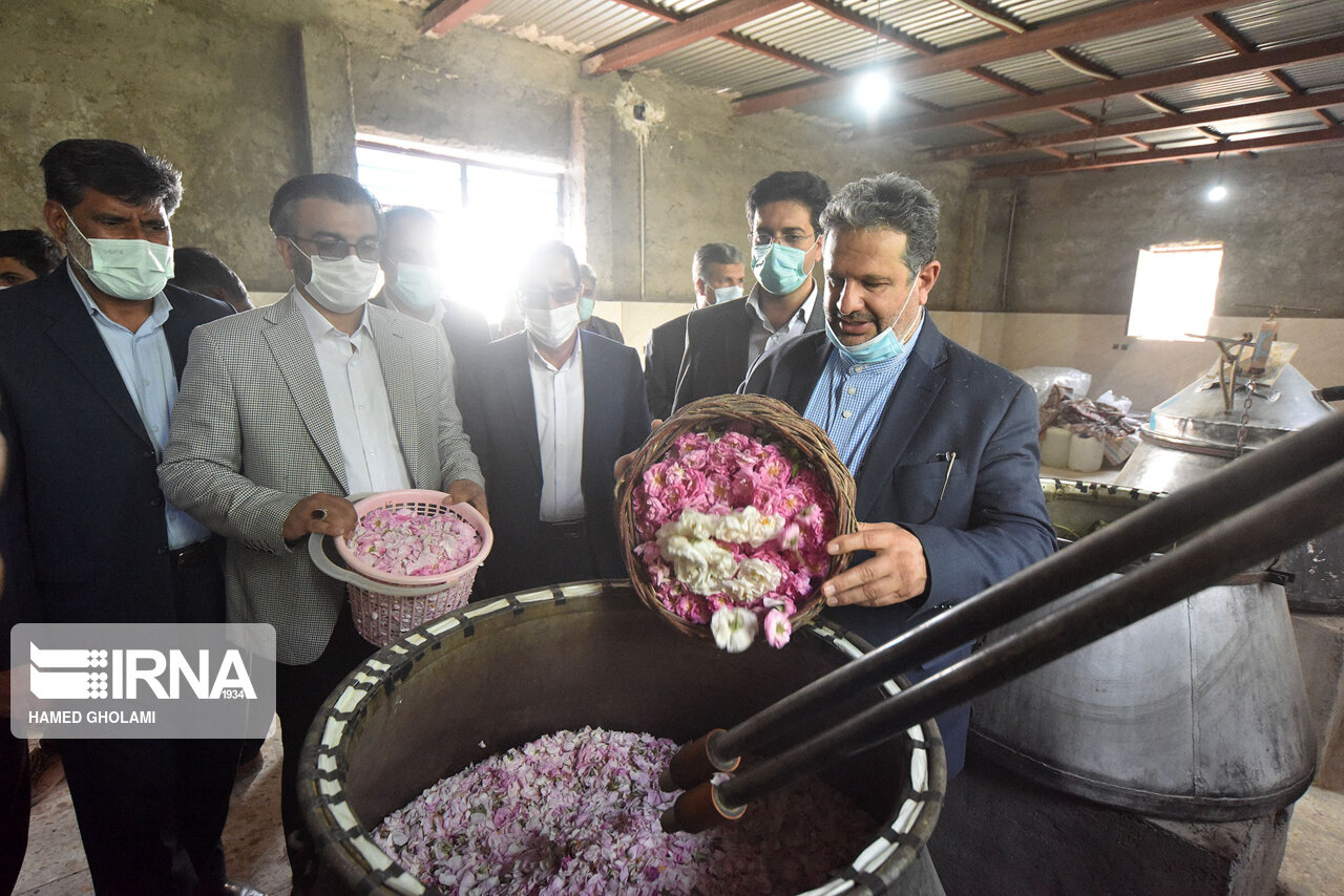 Rosewater festival held in southeast Iran - Iran Mirror